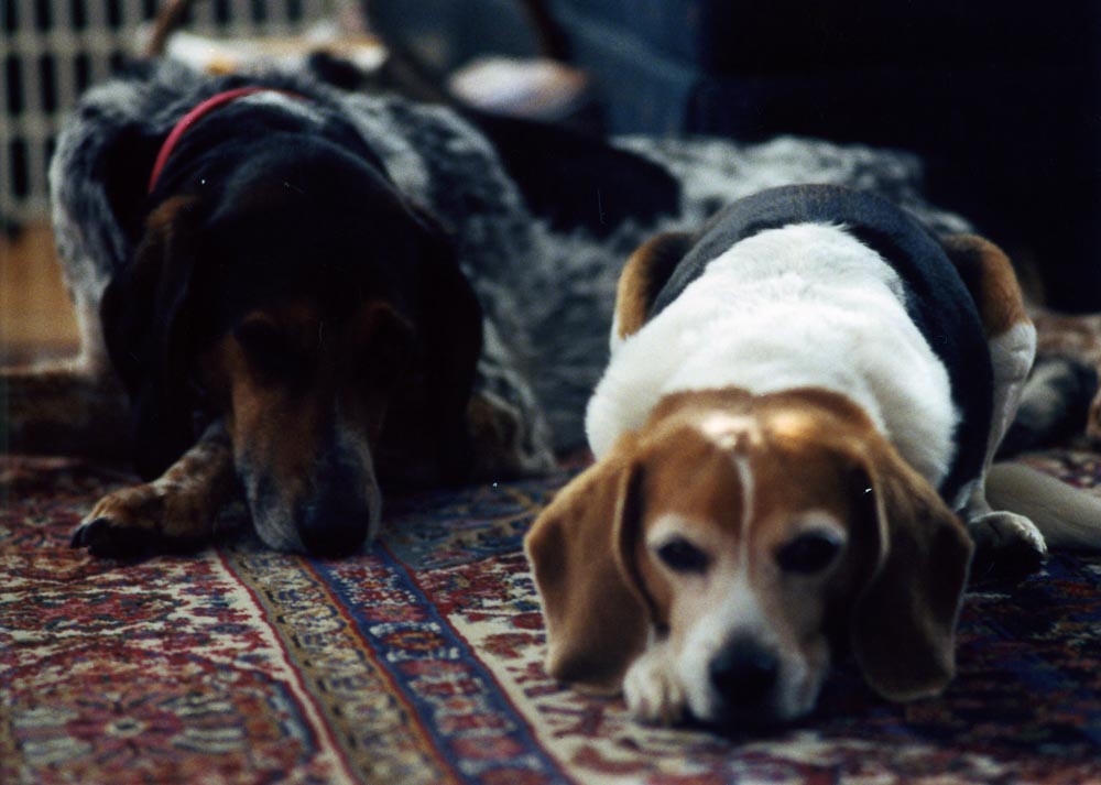 The Subject was Dogs – Lighted Spaces and Landscapes